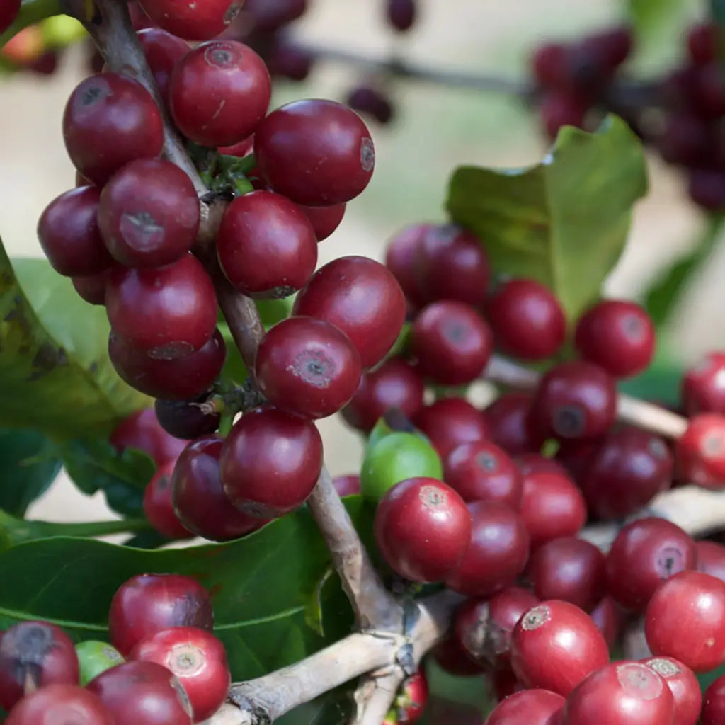 Coffee - Tico Coffee Roasters